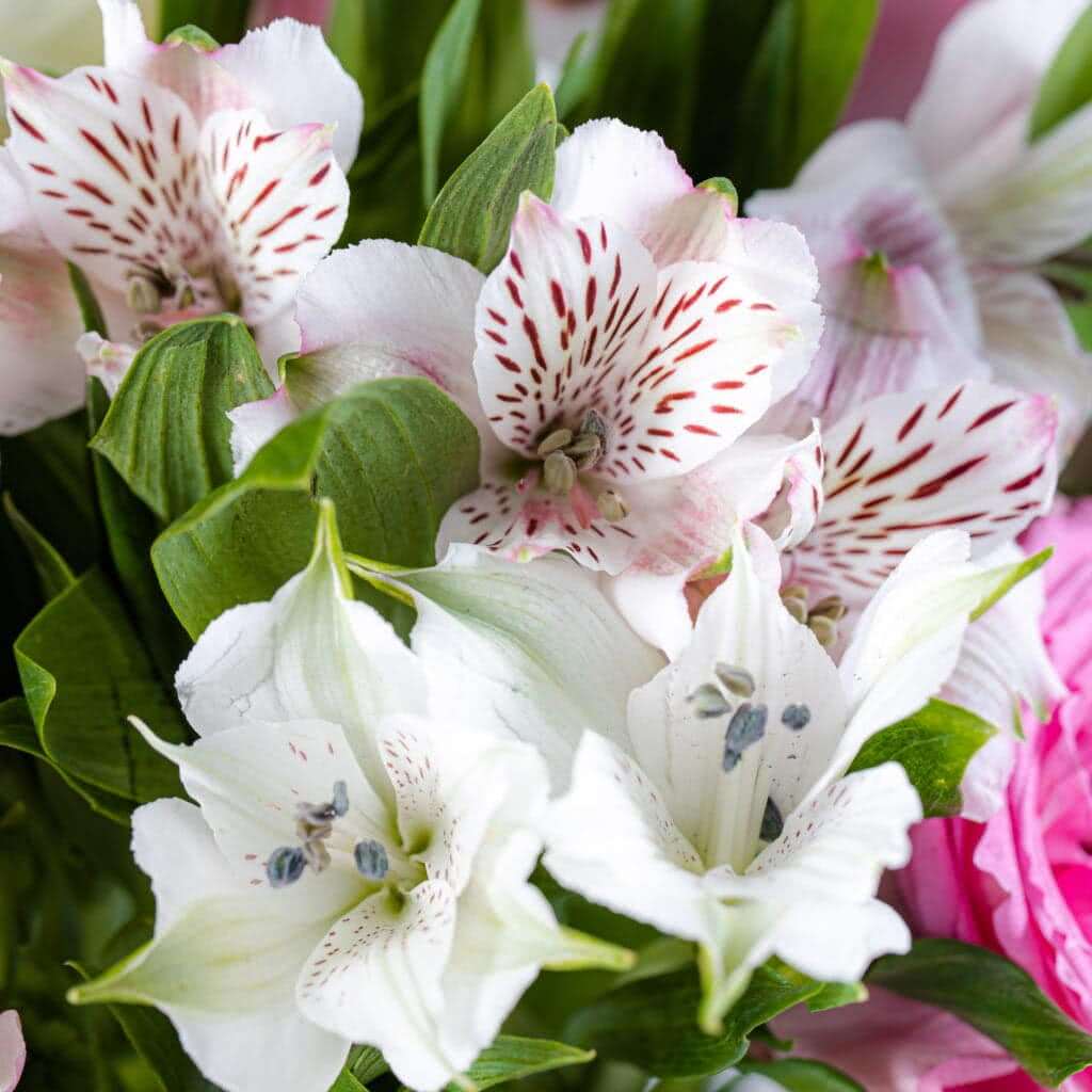 Manda Bay Flower Bouquets | The Gorgeous Flower Co Dubai