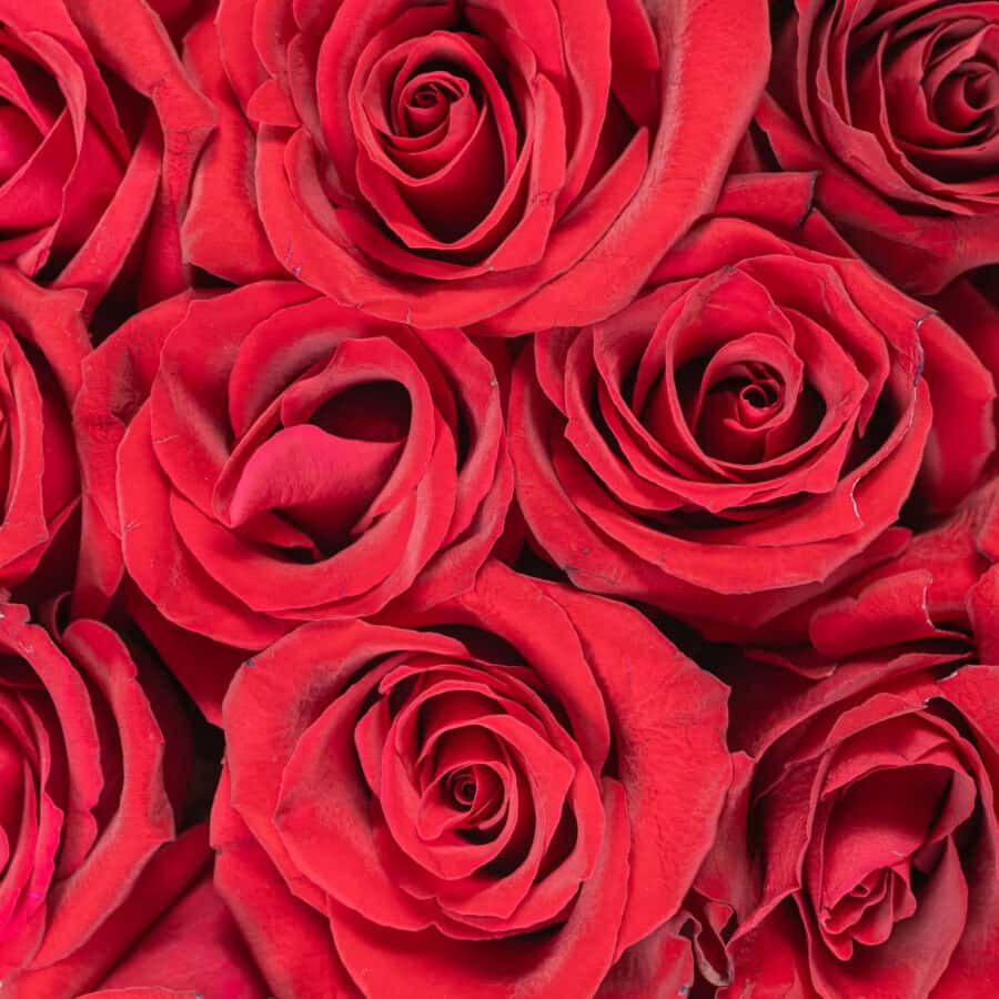 White Heart Box- Red Roses - The Gorgeous Flower Company