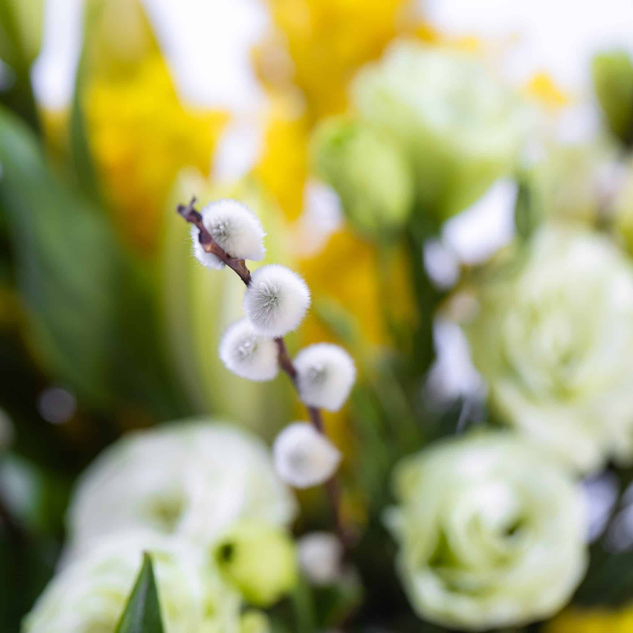 Eleanor Roosevelt - The Gorgeous Flower Company