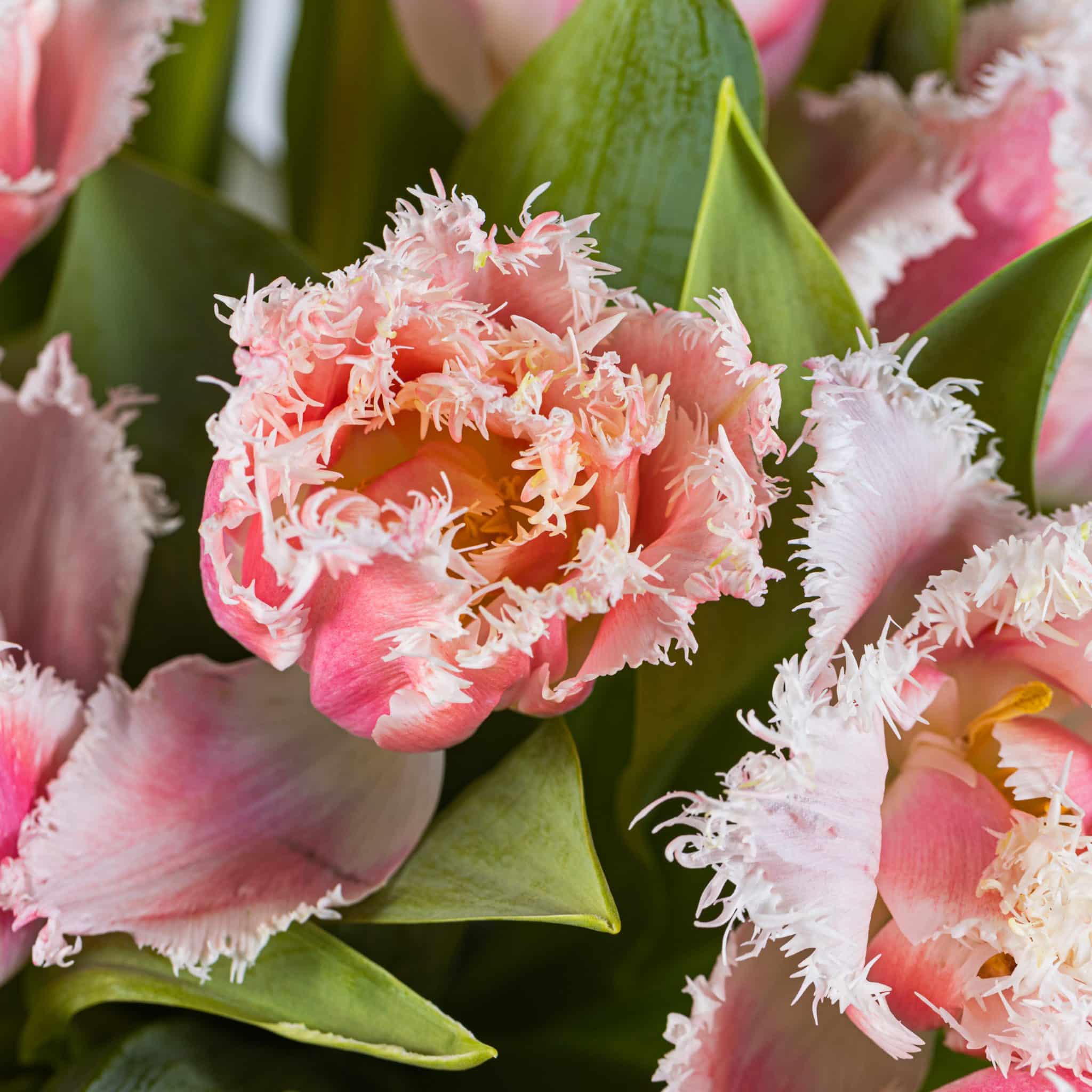 Florence Nightingale - The Gorgeous Flower Company